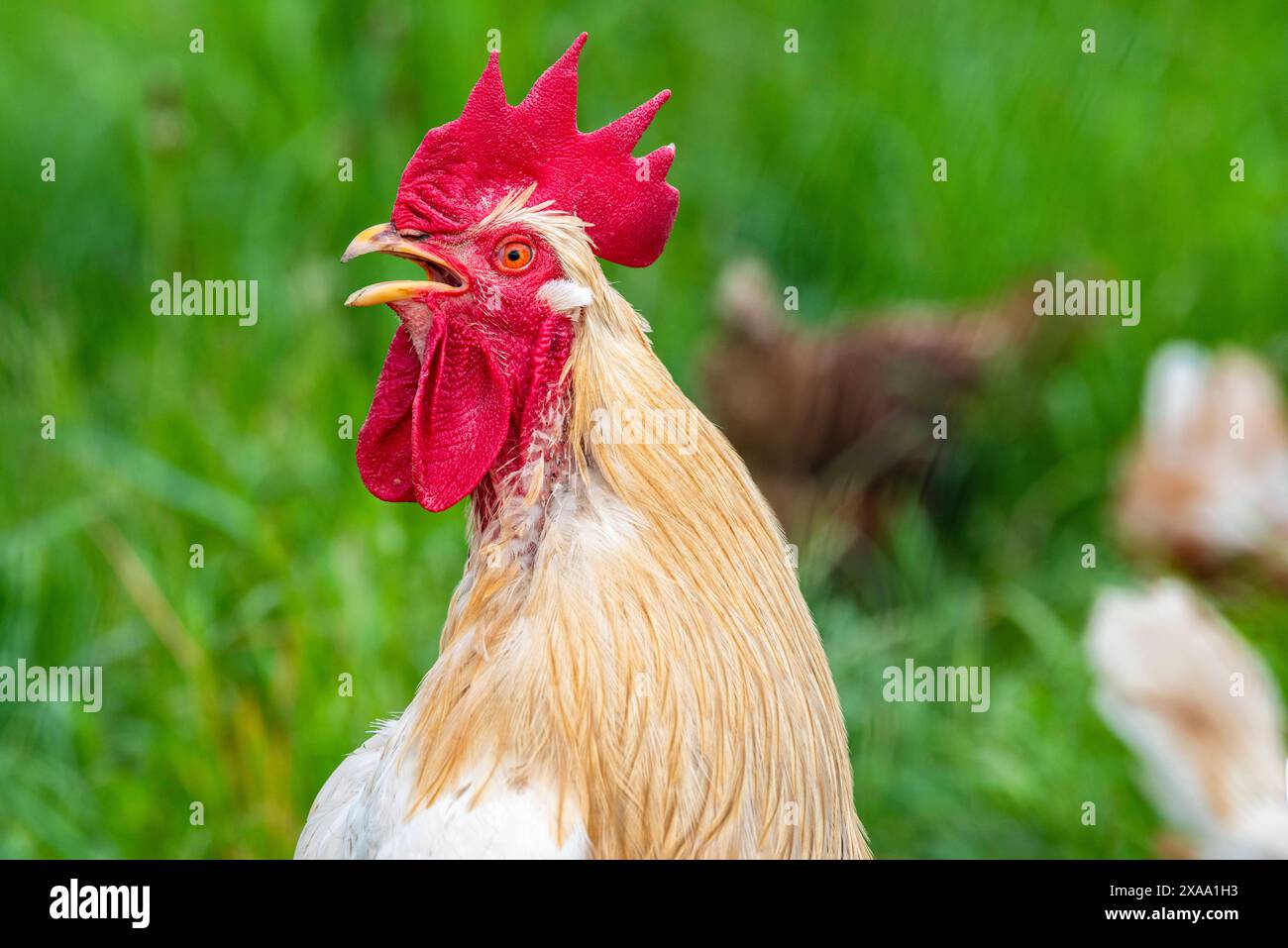 Portrait von einem Hahn Ein Hahn dominiert in einer Herde Hühner in ...
