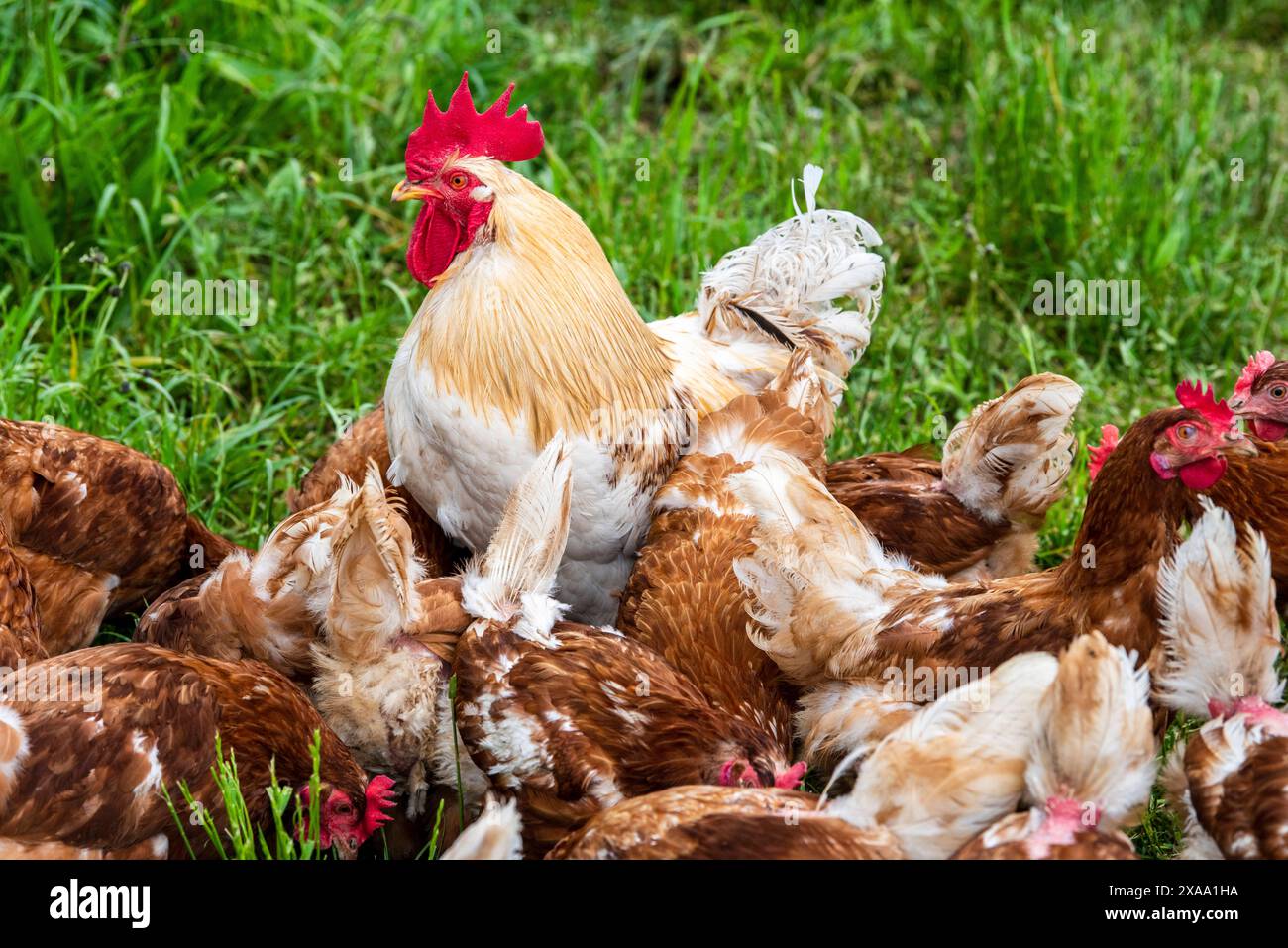 Eine Herde Hühner Eine Herde Hühner mit Hahn in Freilandhaltung auf ...