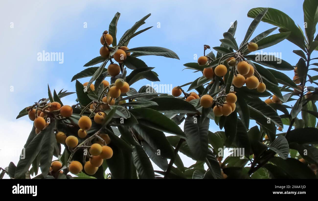 The loquats with green leaves and ripe berries in summer Stock Photo ...