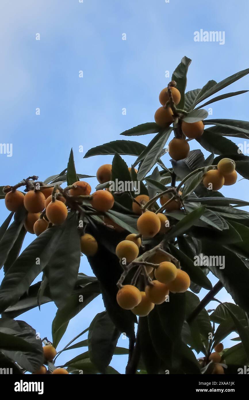 Abundant fruit hanging from tree branch Stock Photo - Alamy