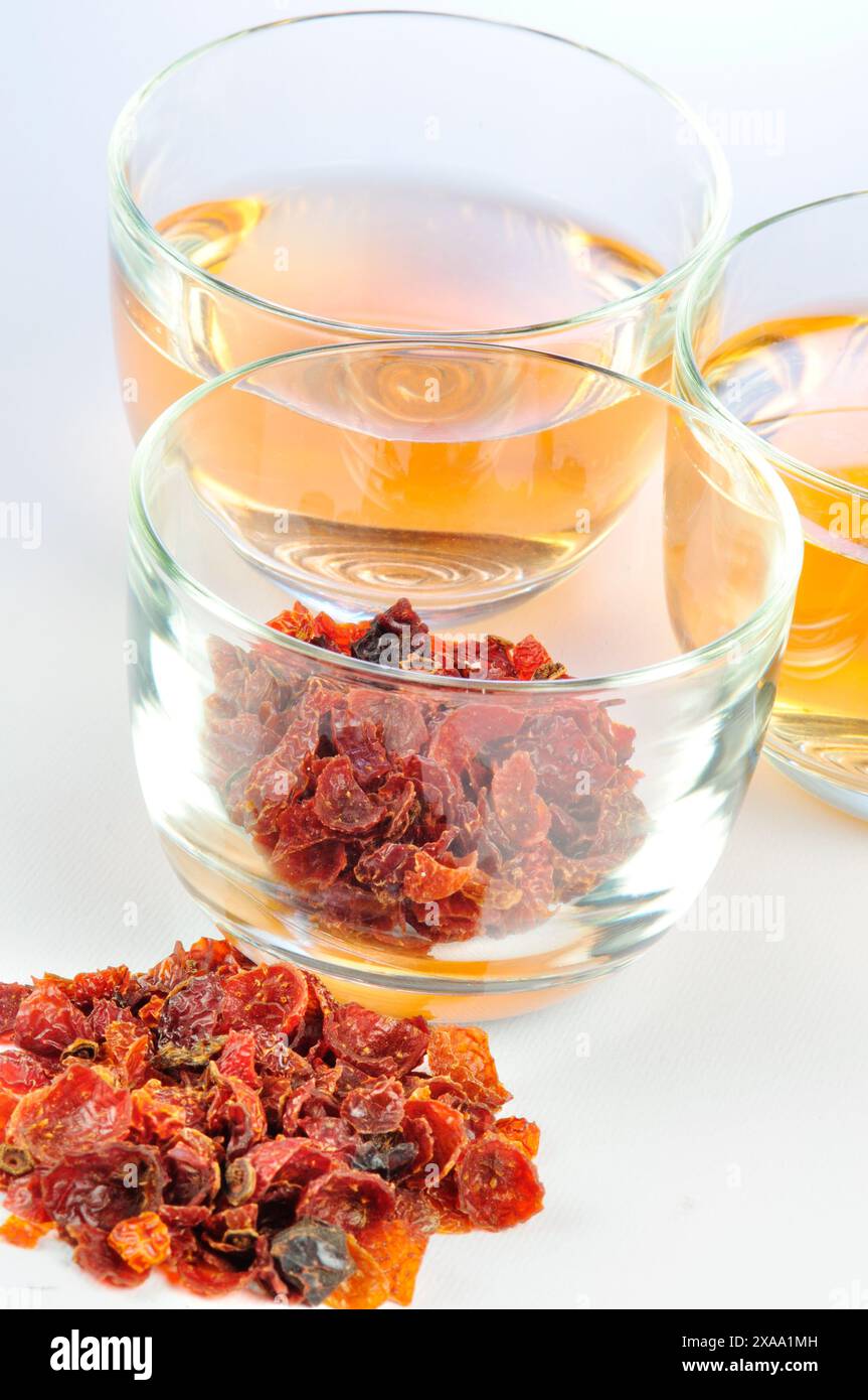Medicinal herb-tea of the medicinal plant Dogrose, Rosa Canina Stock ...