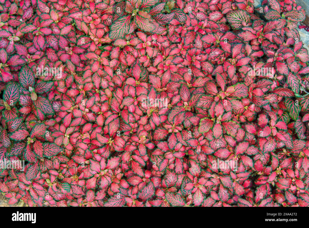 A fresh red and green fruits displayed on outdoor market ground Stock ...