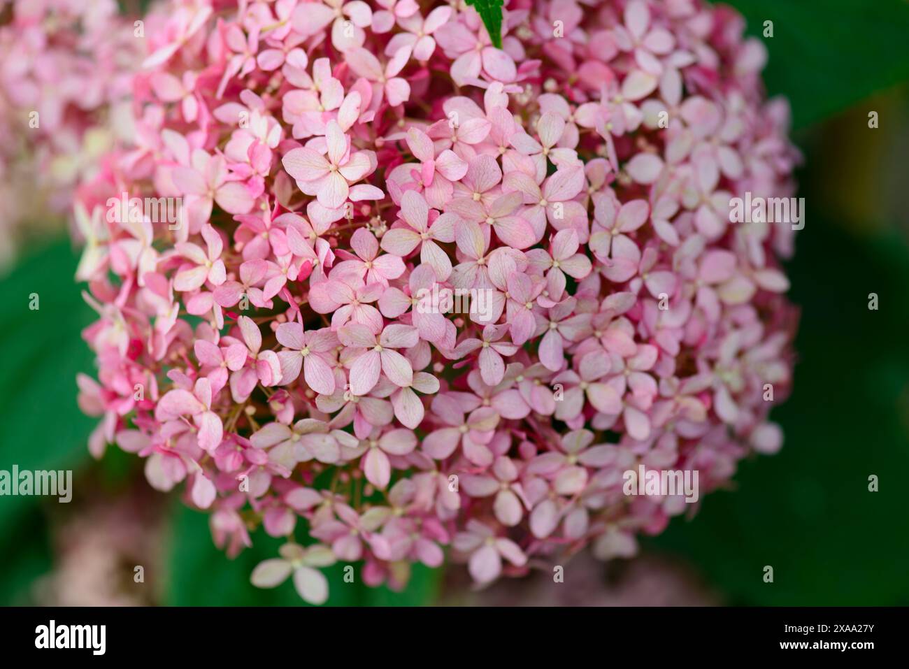 A cluster of pink flowers with lush green foliage, one flower in focus ...