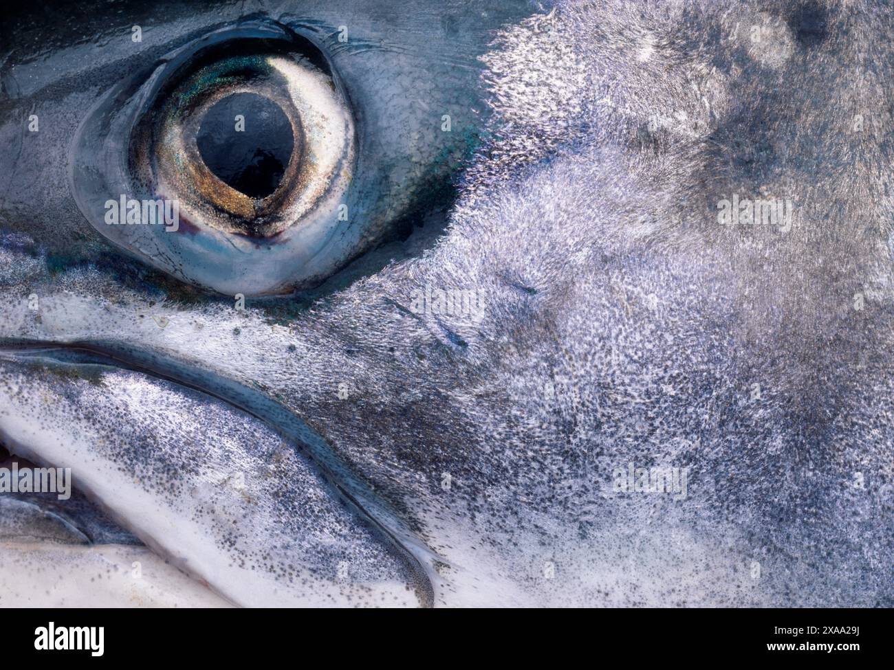 Atlantic Salmon (Salmo salar) close-up of head of dead fish caught by ...