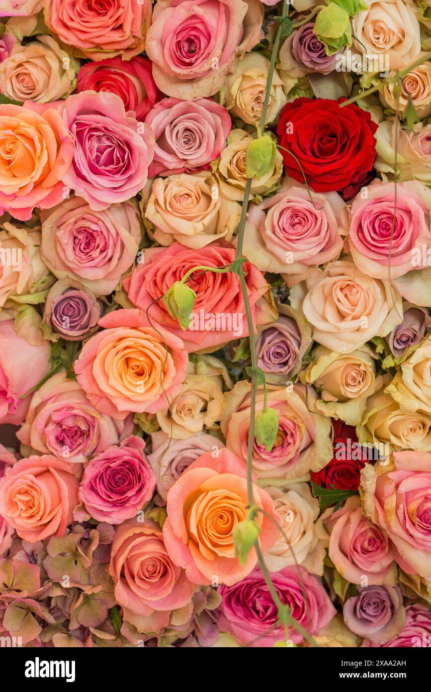 A stack of beautiful pink roses Stock Photo - Alamy