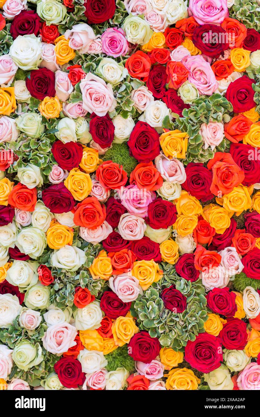 A shot of assorted roses in various colors and sizes for showcase Stock ...