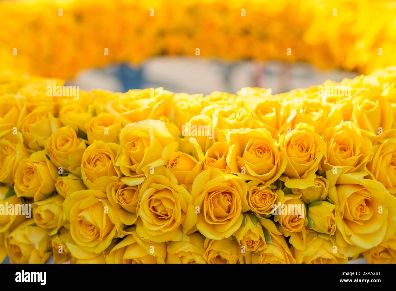 A bunch of yellow roses arranged in a circular formation Stock Photo ...