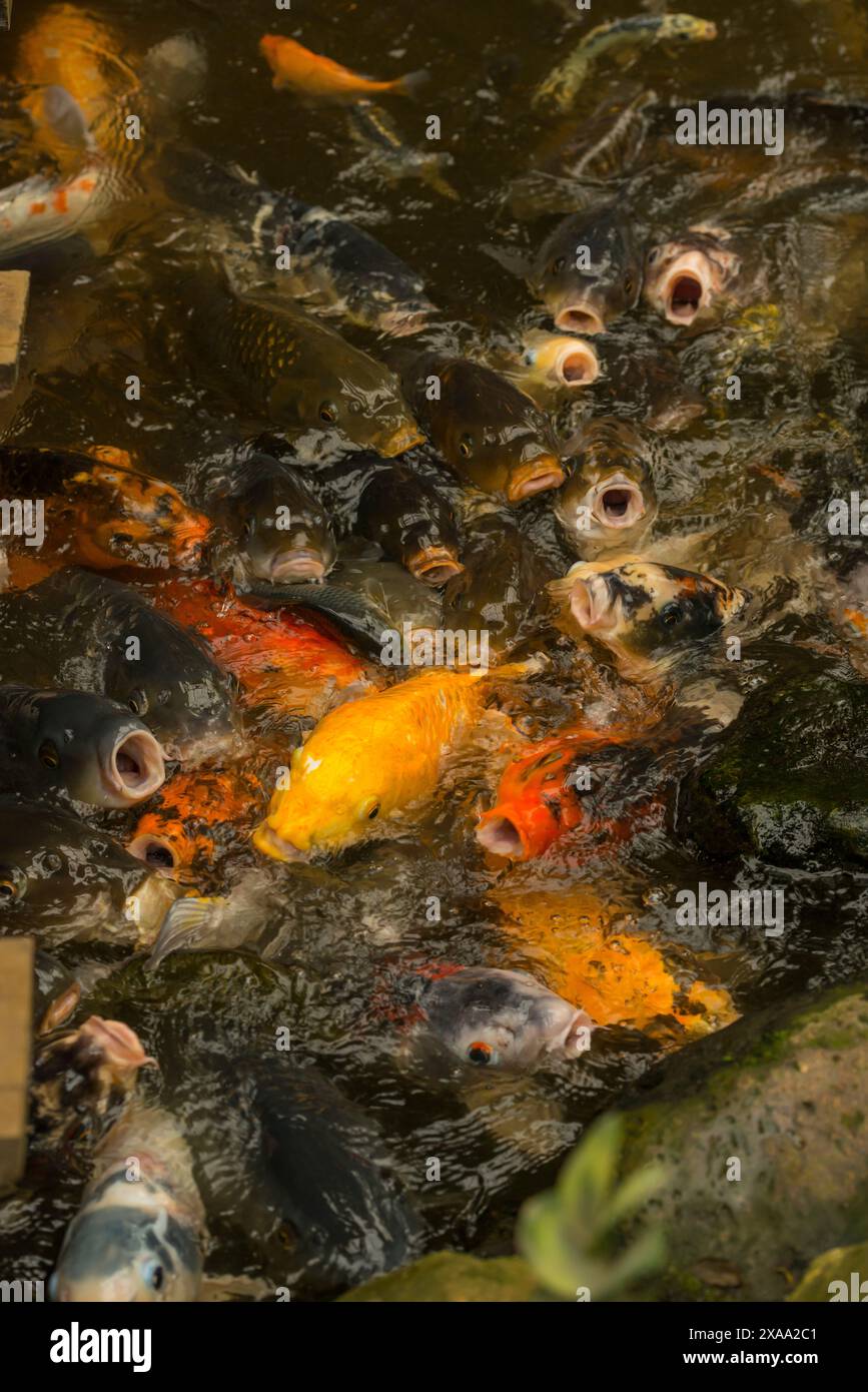 A fish swimming in pond with plastic cups on their bodies Stock Photo ...