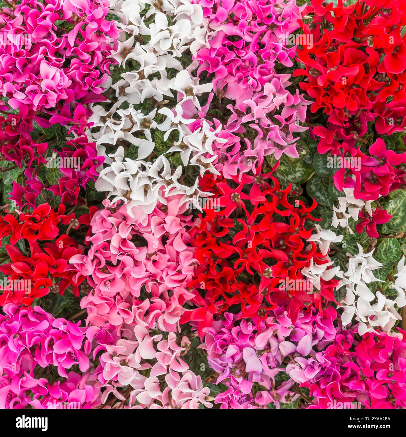 An assorted colorful flowers in varied hues and designs Stock Photo - Alamy An assorted colorful flowers in varied hues and designs Stock Photo - Alamy