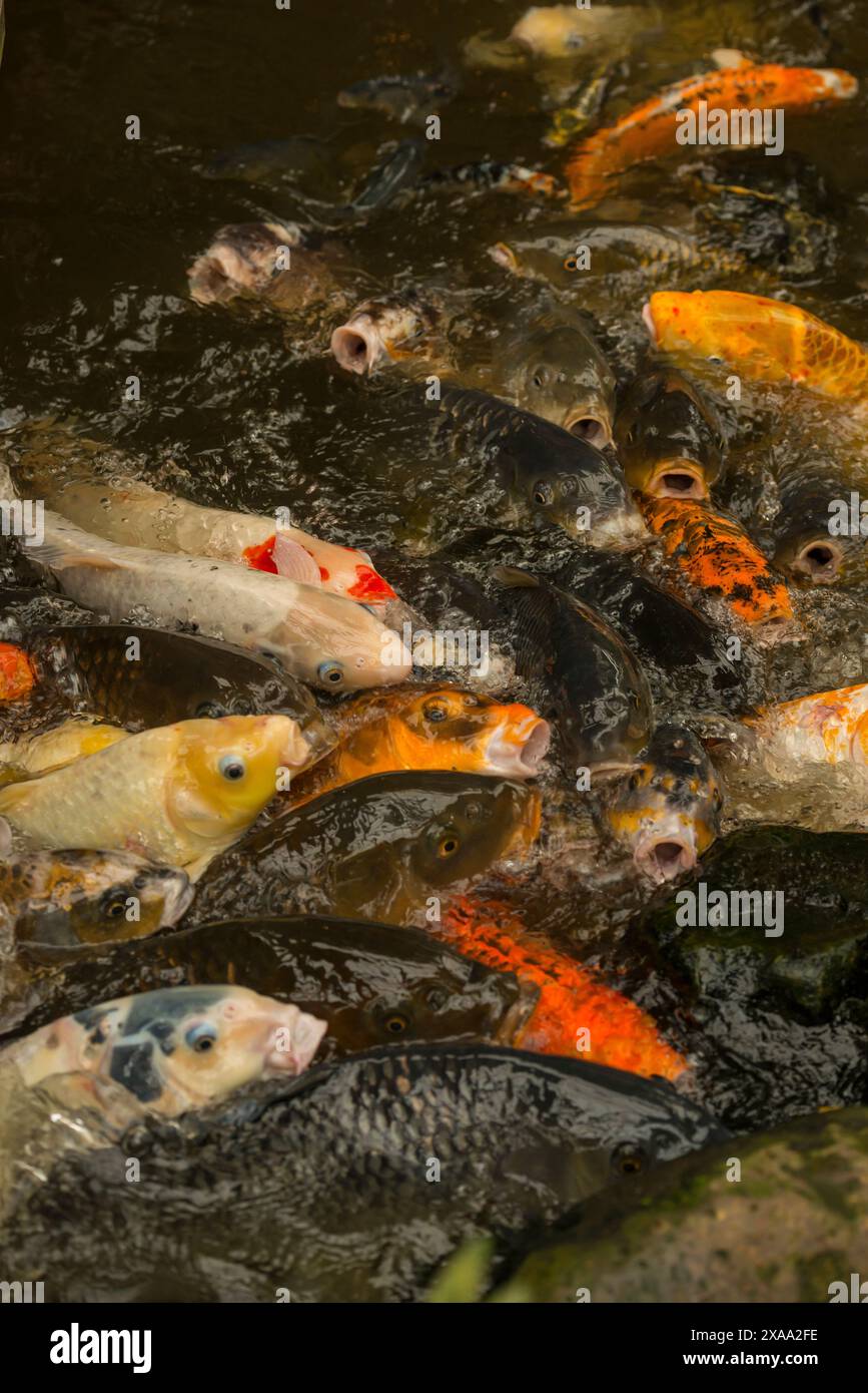 School fish swimming in natural hi-res stock photography and images - Alamy