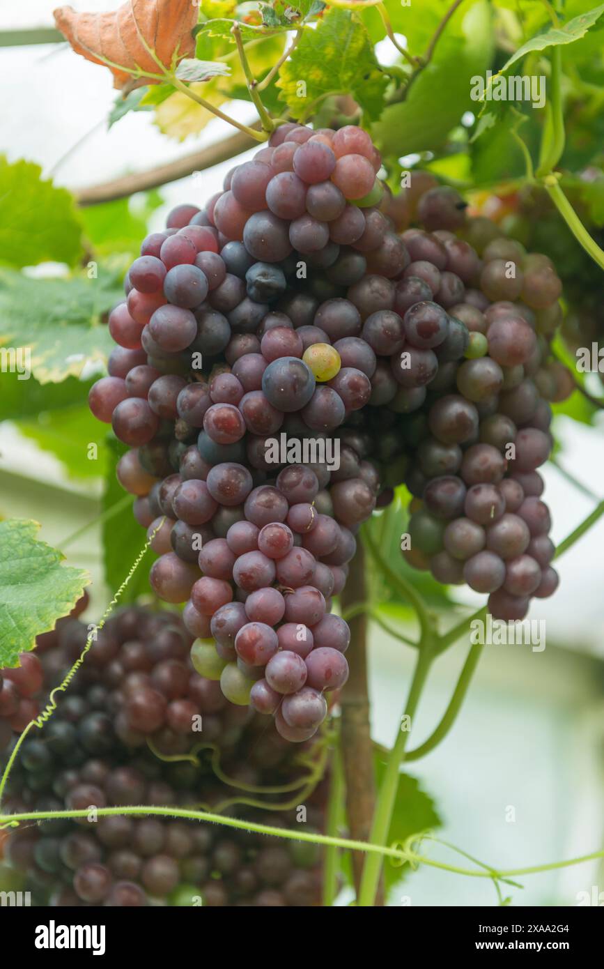 A ripe grapes basking in sunlight before harvest Stock Photo - Alamy