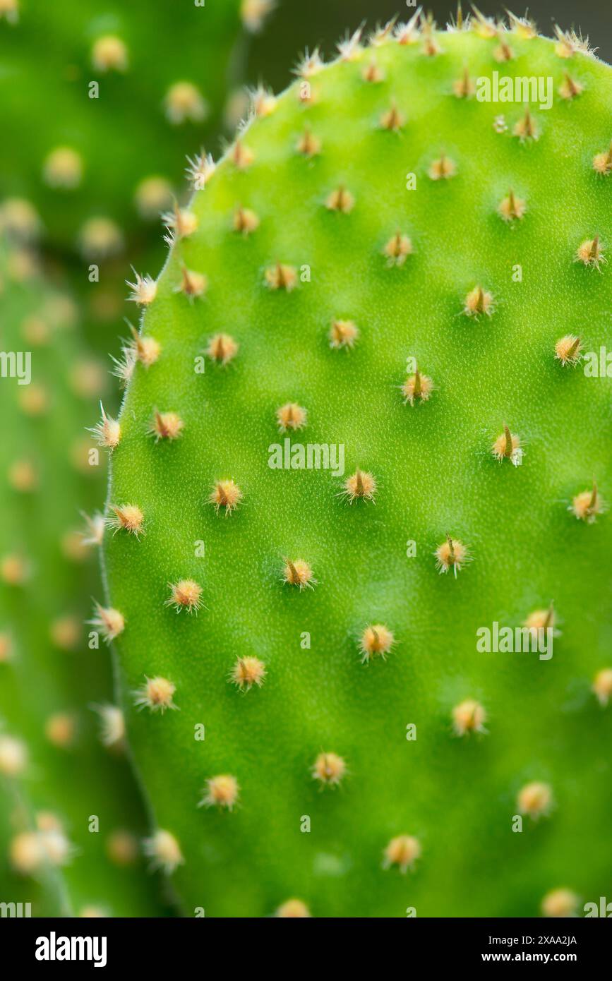 Fluffy creations hi-res stock photography and images - Alamy