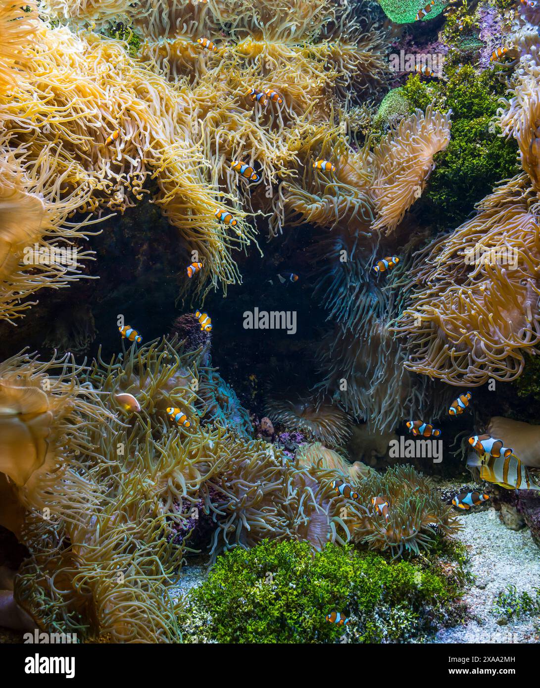 A fish peacefully swims in coral reef habitat Stock Photo - Alamy