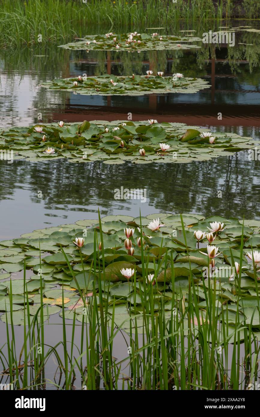 A boat floating among lily pads on the water Stock Photo - Alamy