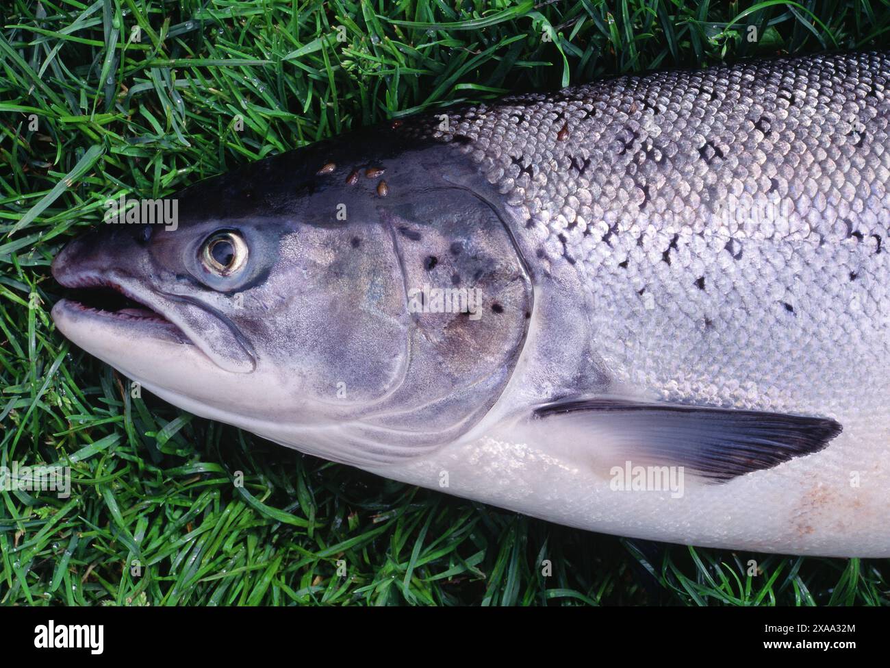 Atlantic Salmon (Salmo salar) specimen caught and landed at a ...