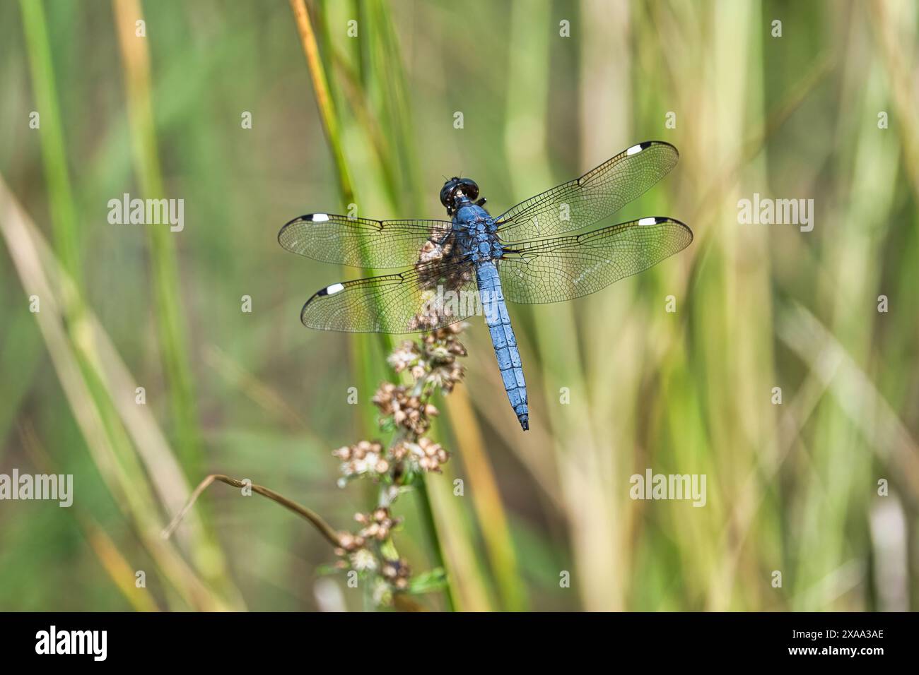 A big blue dragonfly resting on a plant Stock Photo - Alamy