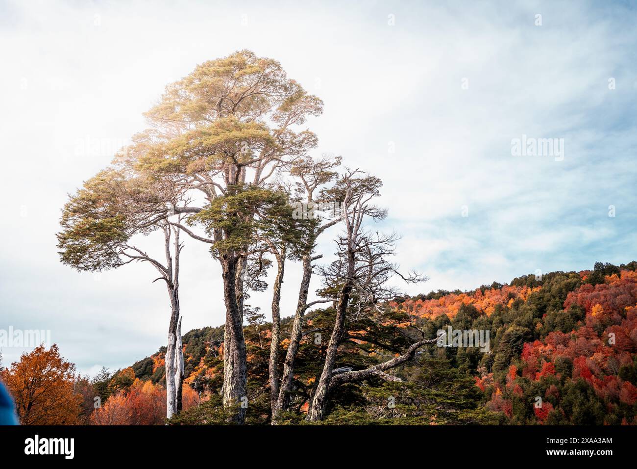 A picturesque fall foliage in Araucania Andina, Chile Stock Photo - Alamy