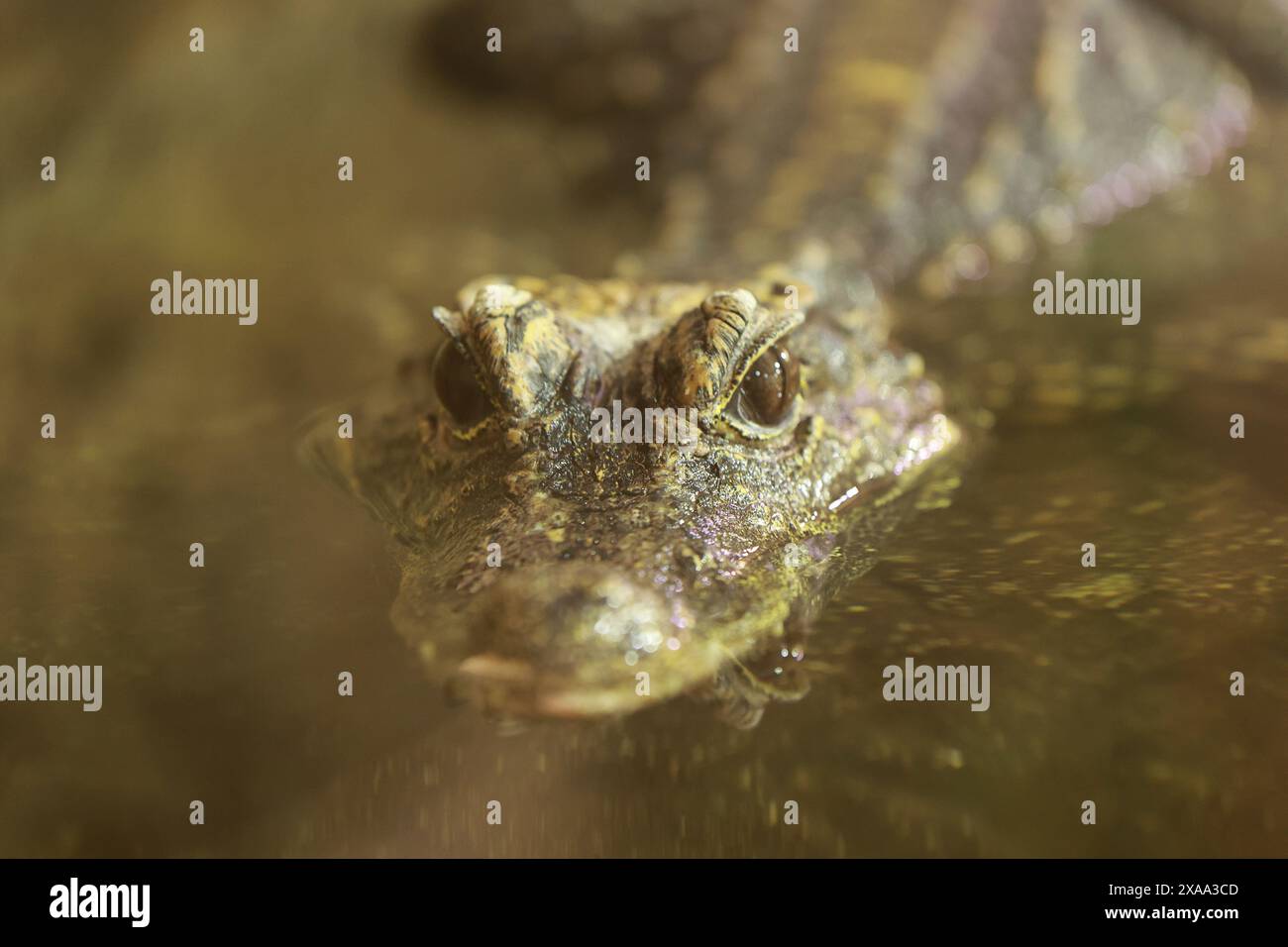 Head of a small crocodile photographed from the front Stock Photo - Alamy