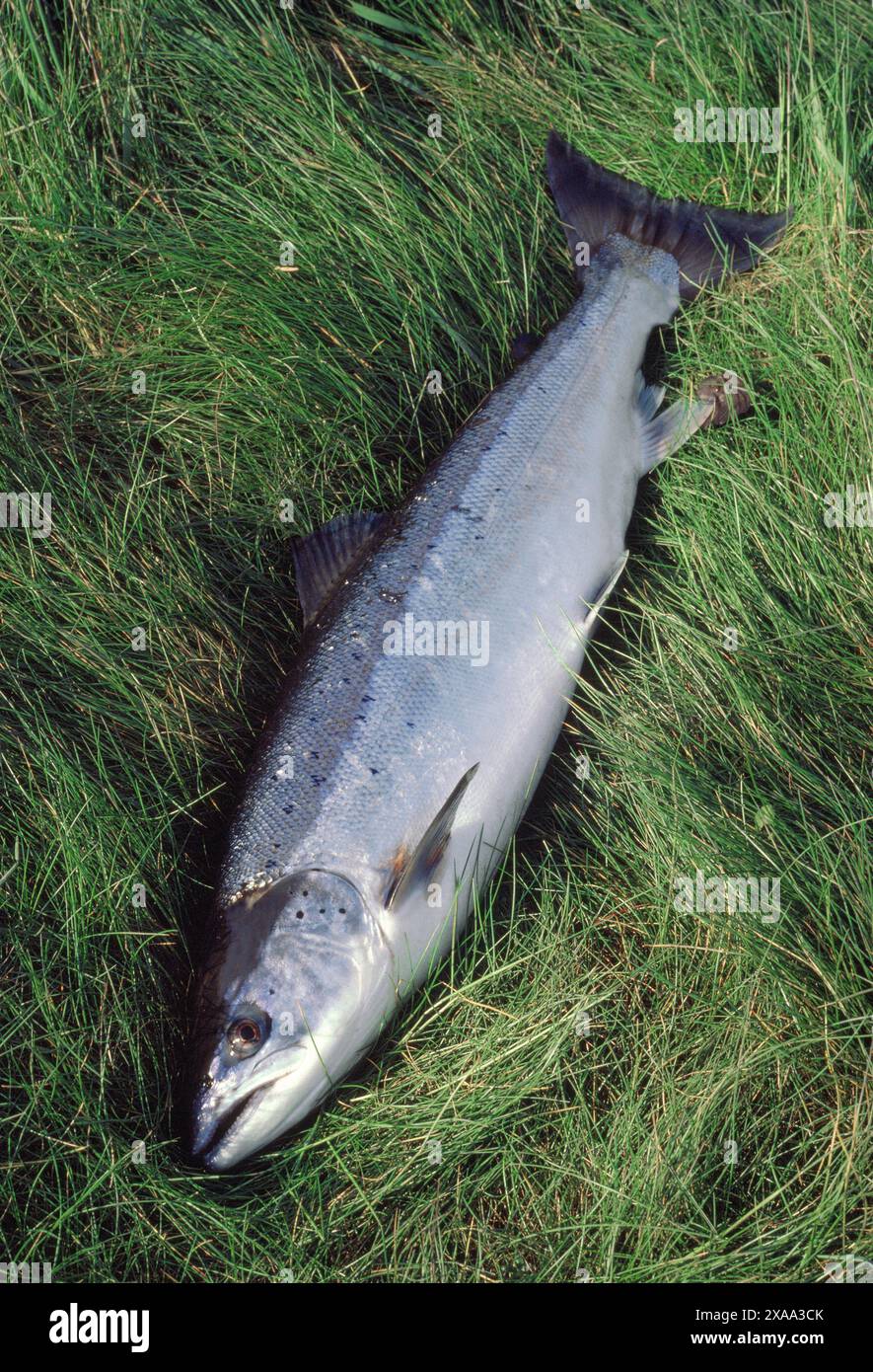 Atlantic Salmon (Salmo salar) specimen caught and landed at a ...