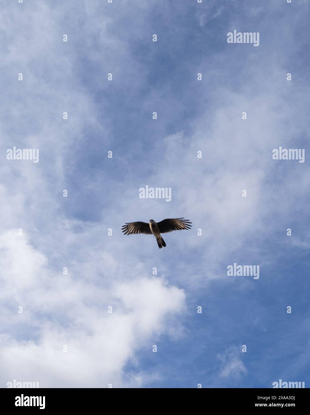 A majestic eagle flying high in clear blue skies Stock Photo - Alamy
