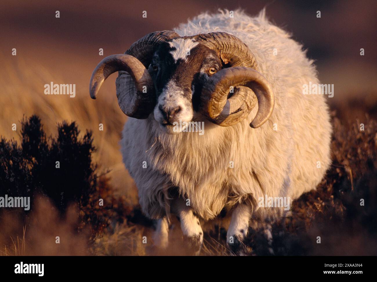 Black-faced Sheep (Ovis domesticus), ram on heather moorland in evening ...