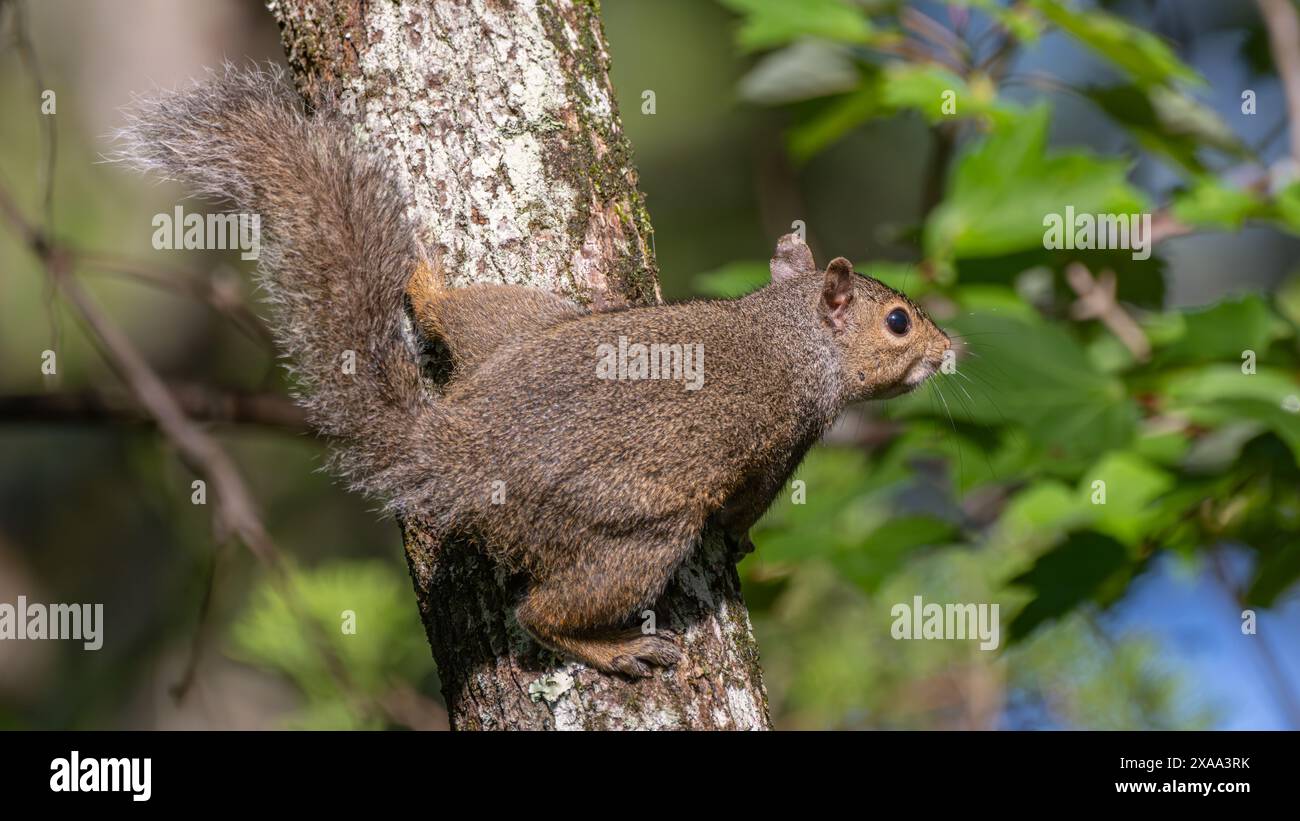 A squirrel hanging upside down eating on a tree Stock Photo - Alamy