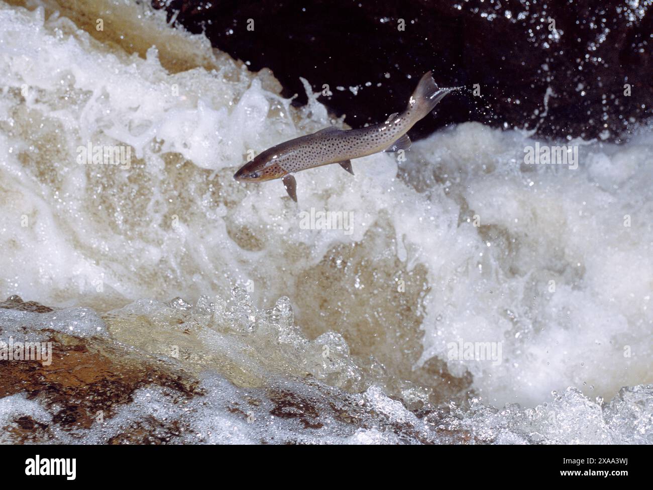 Brown Trout (Salmo trutta) leaping waterfall on the River Almond ...