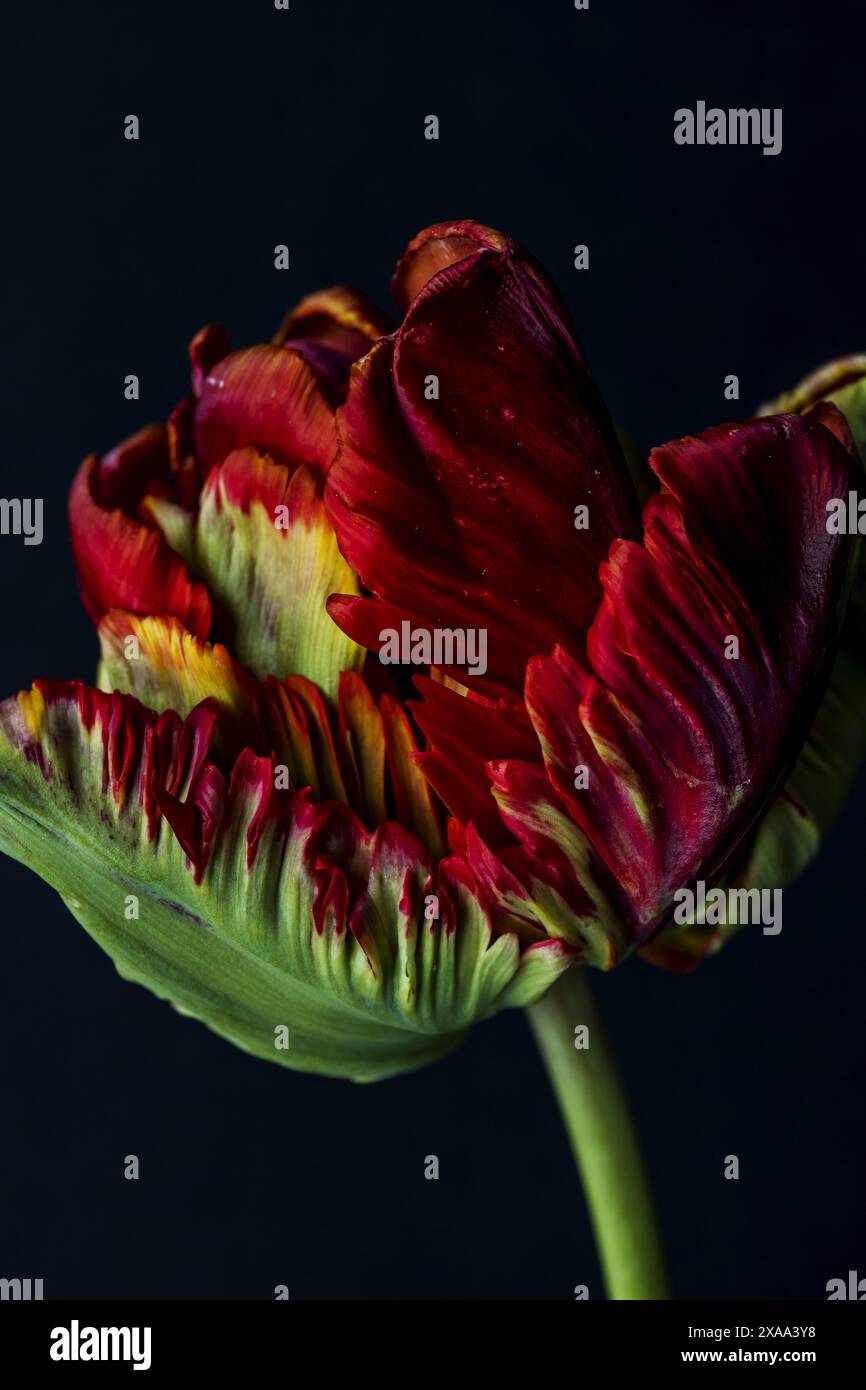 Flat lay close-up photography of a red green parrot tulip on a black ...