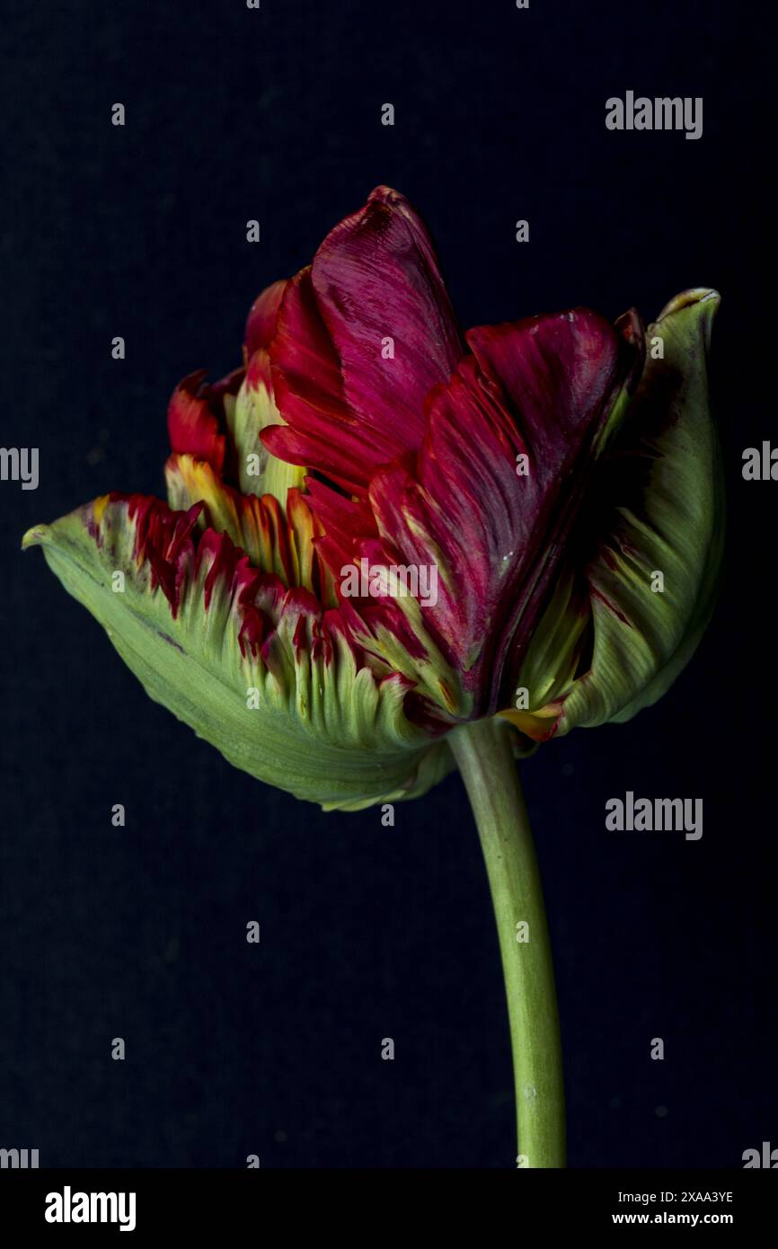 Flat lay close-up photography of a red green parrot tulip on a black ...