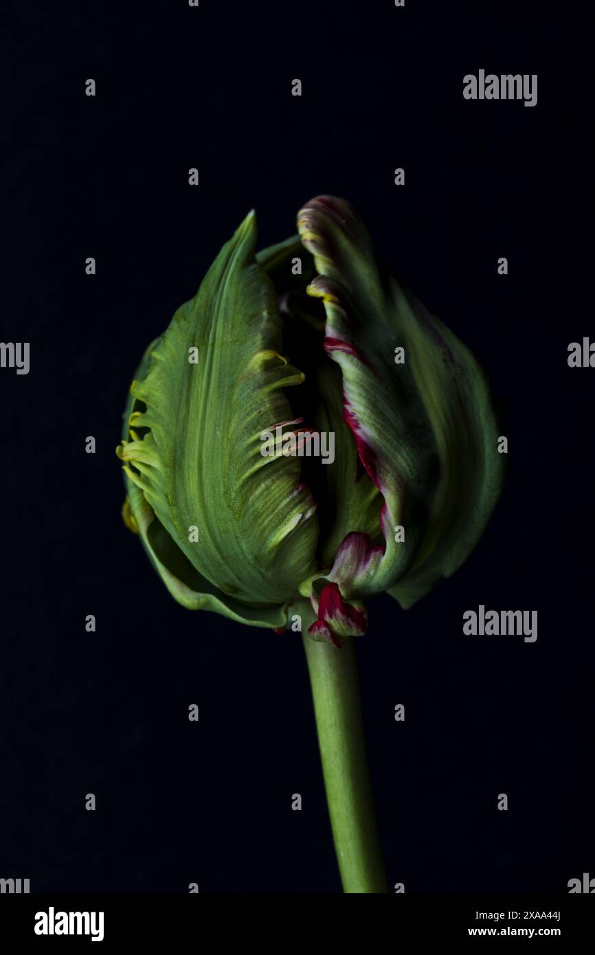 Flat lay close-up photography of a red green parrot tulip bud on a ...