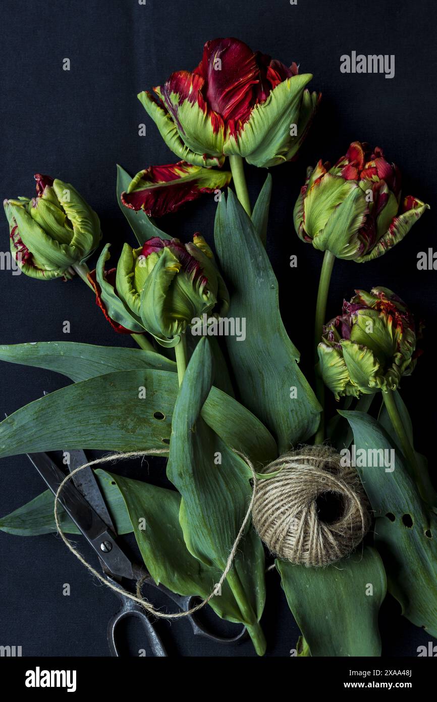 Flat lay close-up photography of red green parrot tulips with a vintage ...