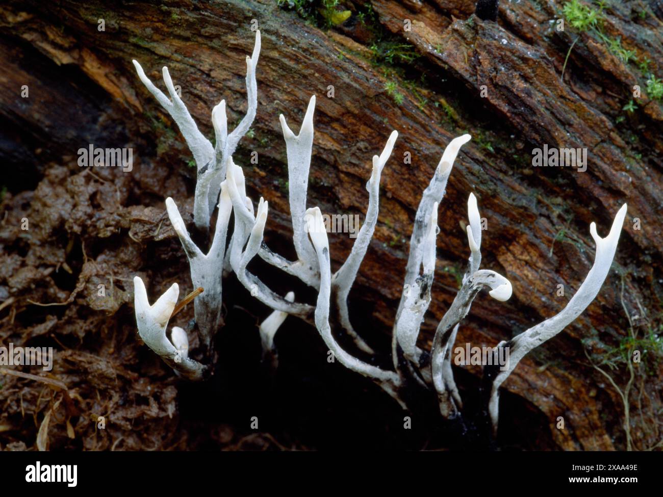 Stags horn fungi hi-res stock photography and images - Alamy