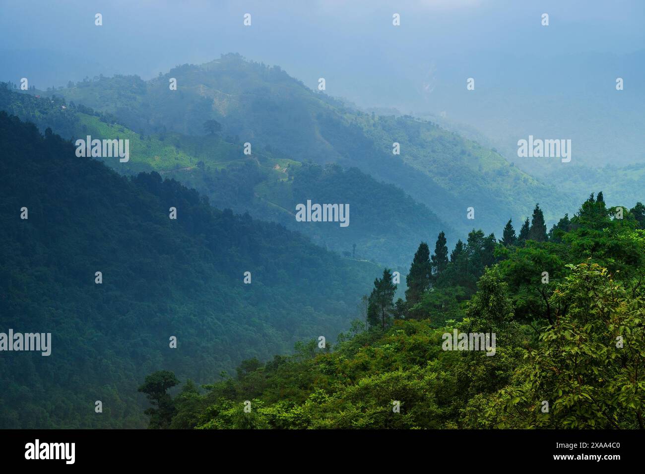 Himalayan mountains and lush green forest. Scenic natural beauty of ...
