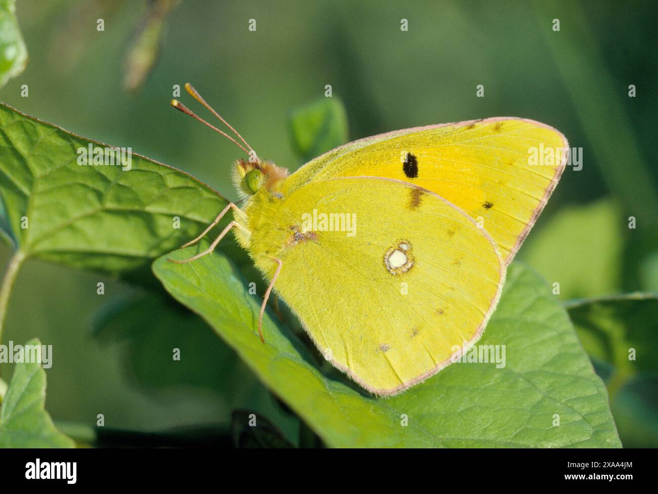 Clouded Yellow Butterfly (Colias crocea) resting on bindweed in early ...