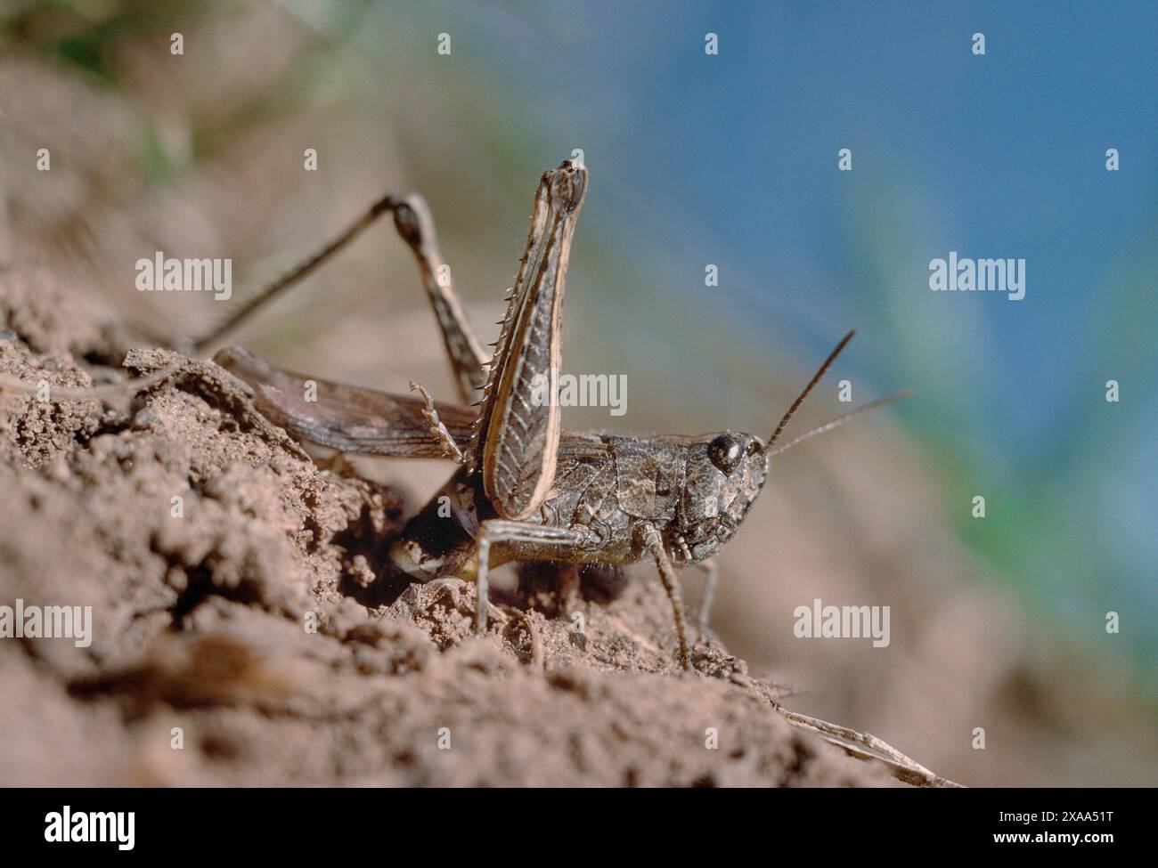 Common Field Grasshopper (Chorthippus brunneus) female grasshopper ...