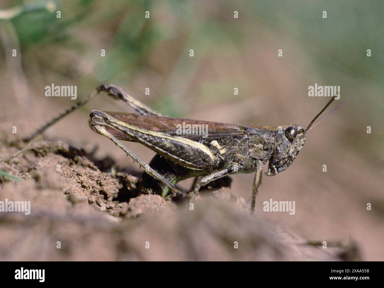 Common Field Grasshopper (Chorthippus brunneus) female grasshopper ...