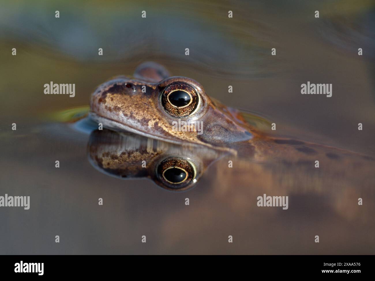 Common Frog (Rana temporaria) in garden pond in breeding season ...