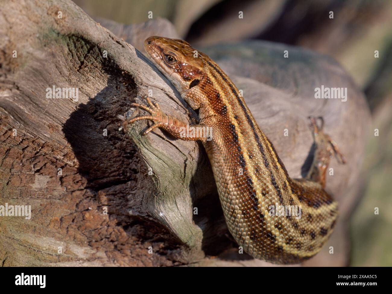 Common Lizard (Zootoca vivipara) pregnant female basking on log in late ...