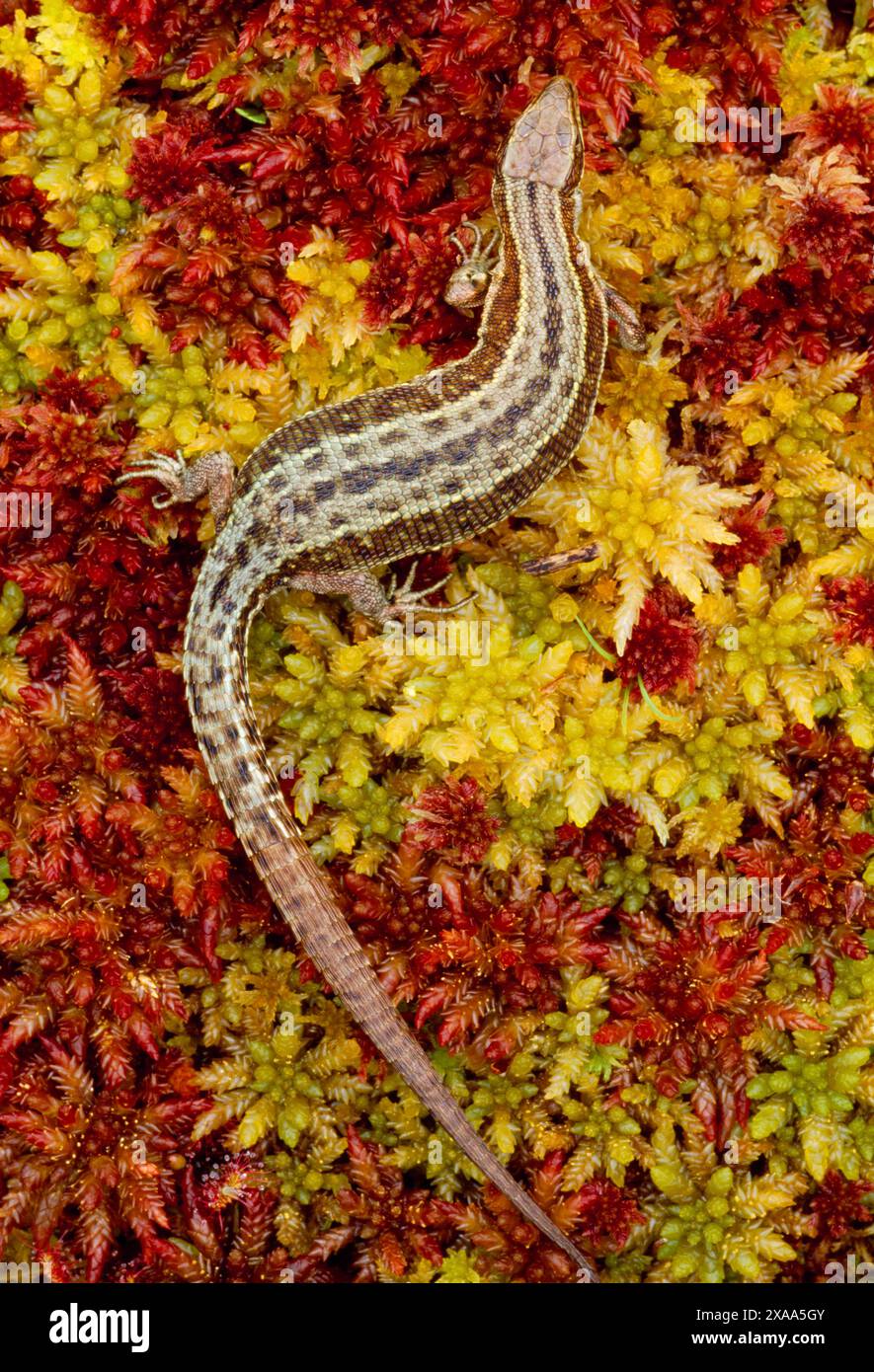 Common Lizard (Zootoca vivipara) pregnant female on background of ...