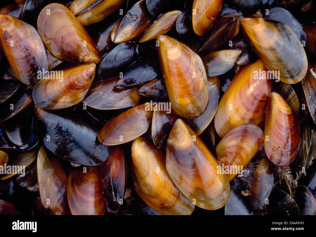Common Mussel (Mytilus edulis) close-up of crop of cultivated mussels ...