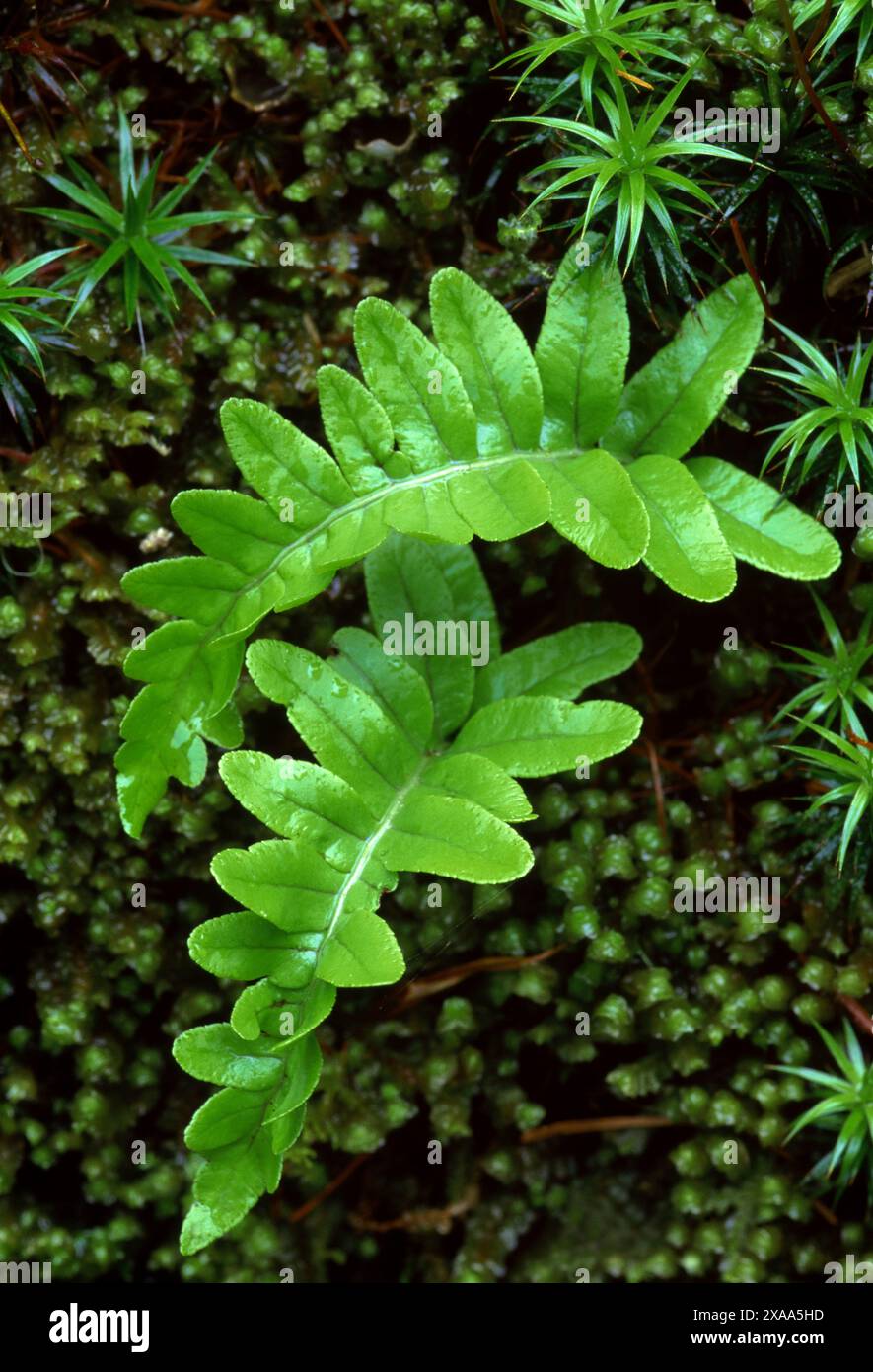 Common Polypody fern (Polypodium vulgare) growing out of old stone wall ...