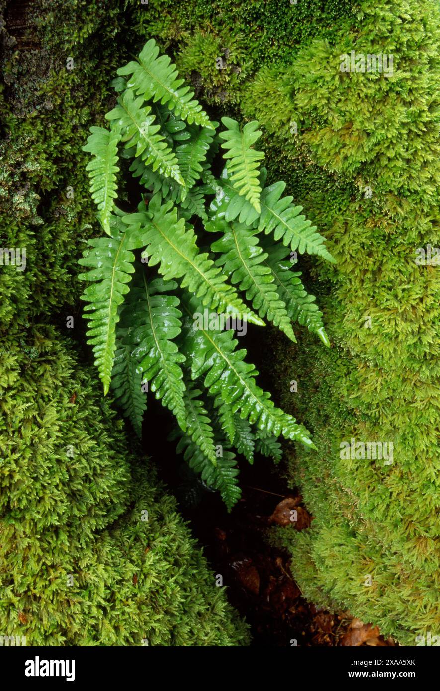 Common Polypody Fern (Polypodium vulgare) growing on the trunk of a ...