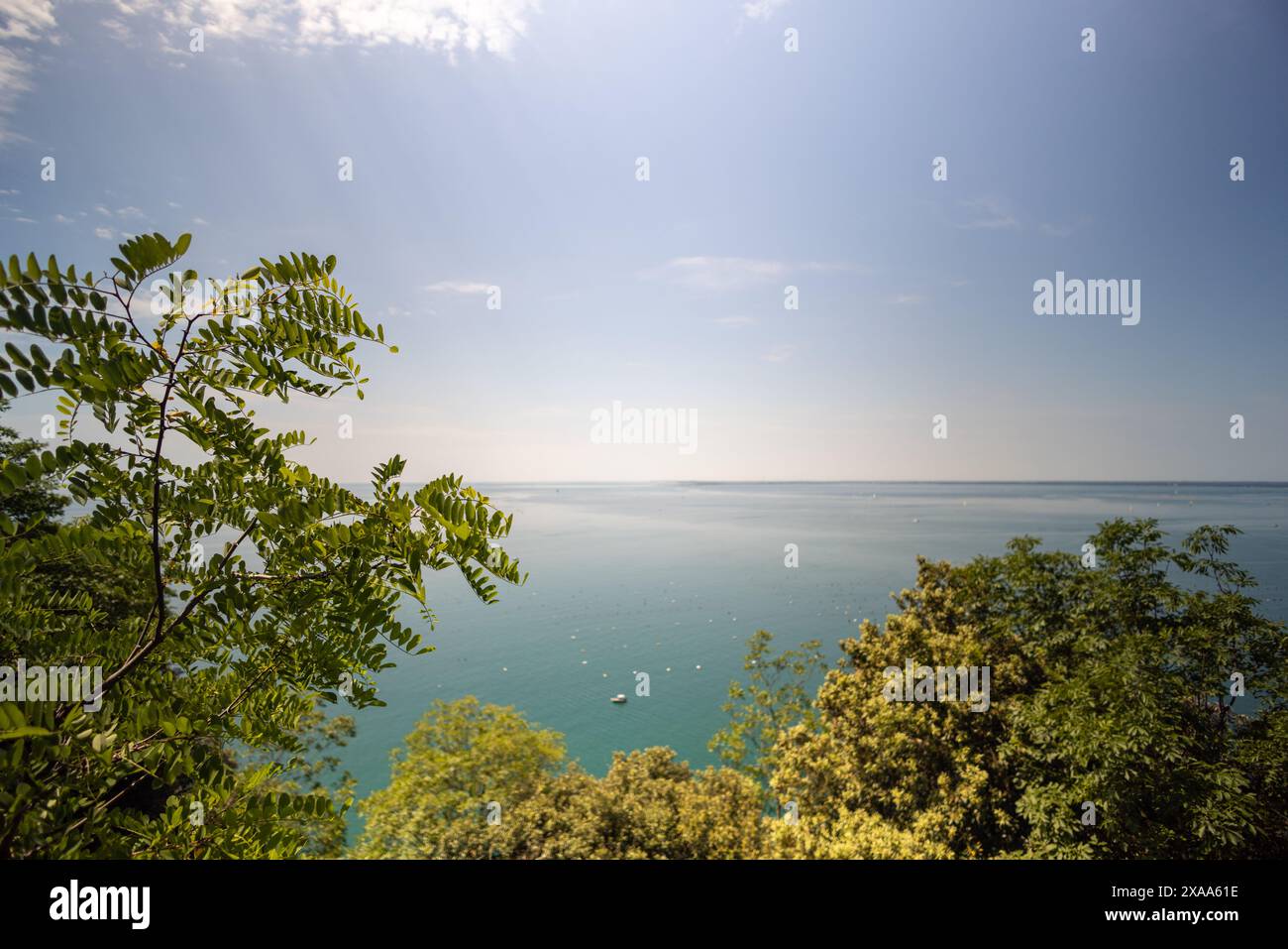 Green foliage seaside trees hi-res stock photography and images - Alamy