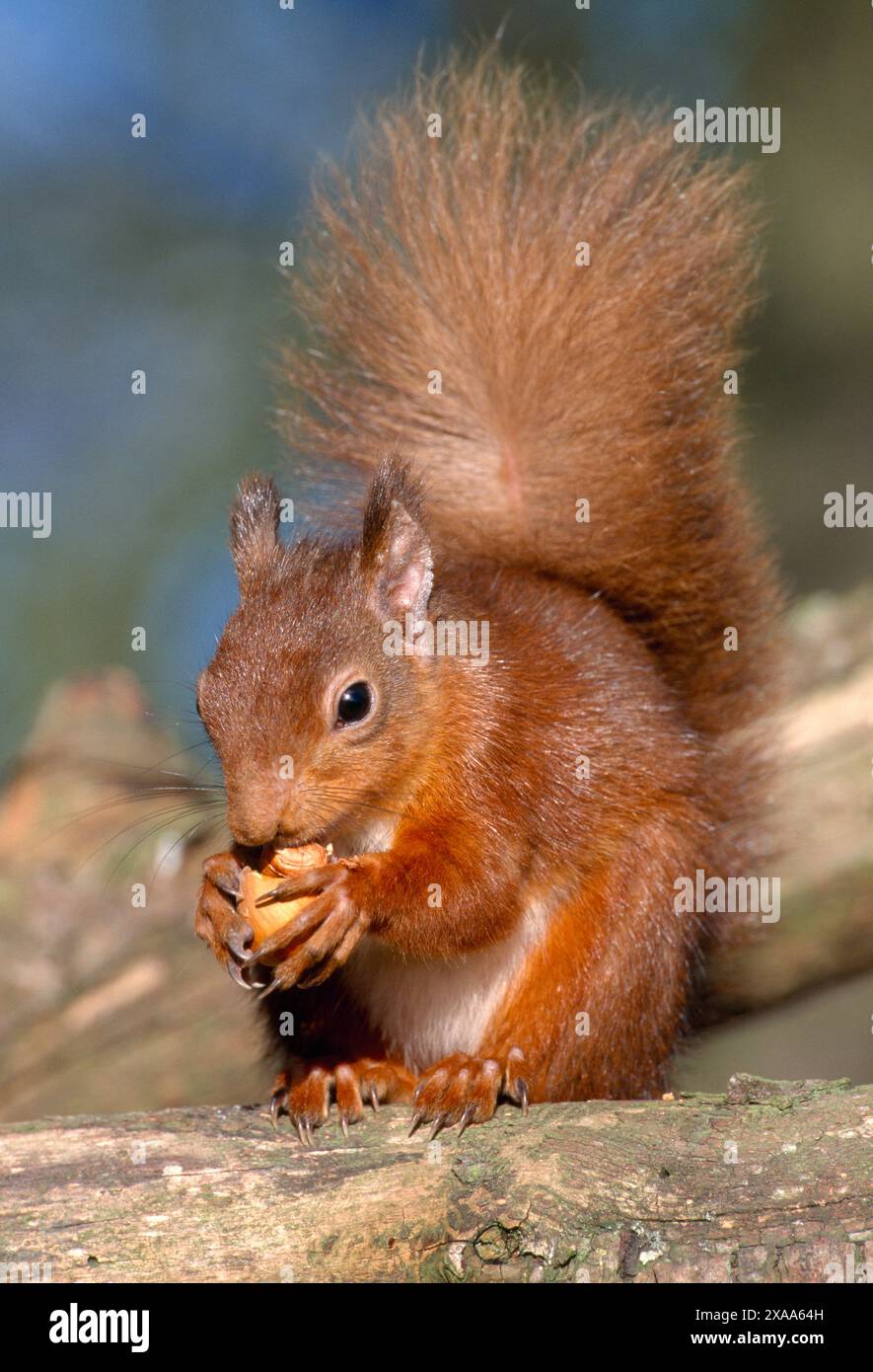 Red Squirrel (Sciurus vulgaris) in deciduous woodland eating a hazelnut ...