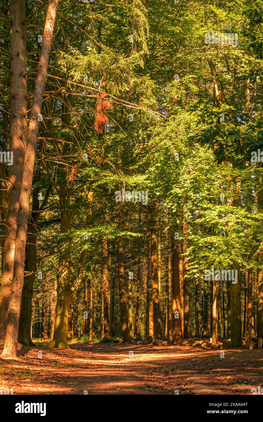 Sunny autumn in the forest. Path through a sunny forest during a ...