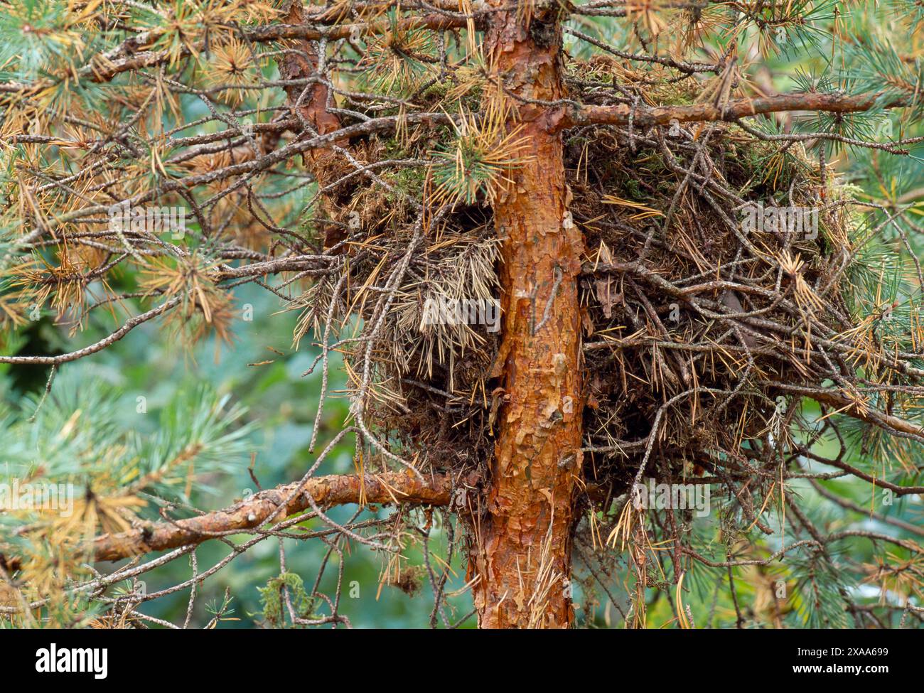 Red Squirrel (Sciurus vulgaris) drey in scots pine tree, Spey Valley ...