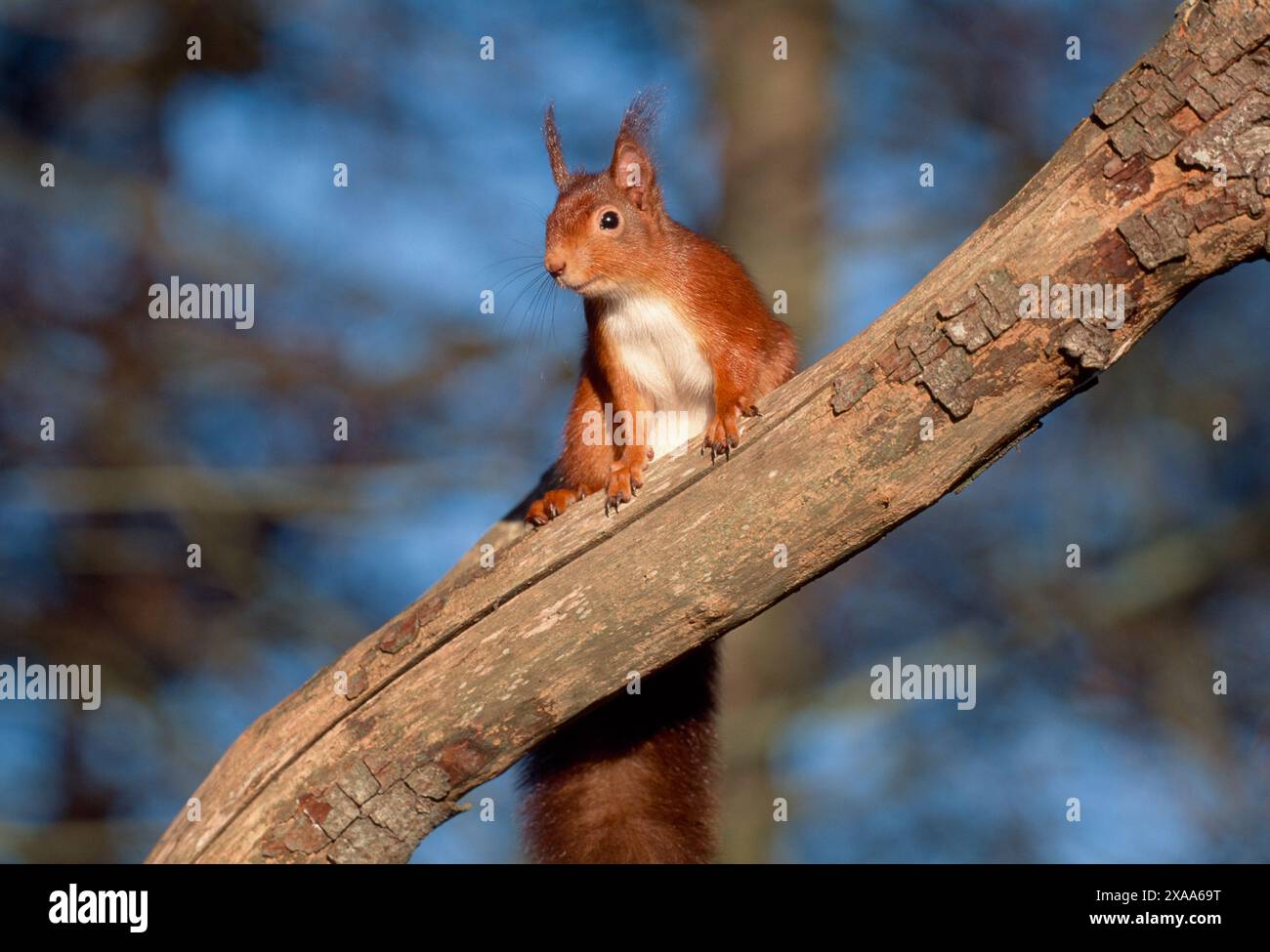 Red Squirrel (Sciurus vulgaris) adult in early spring in winter coat ...