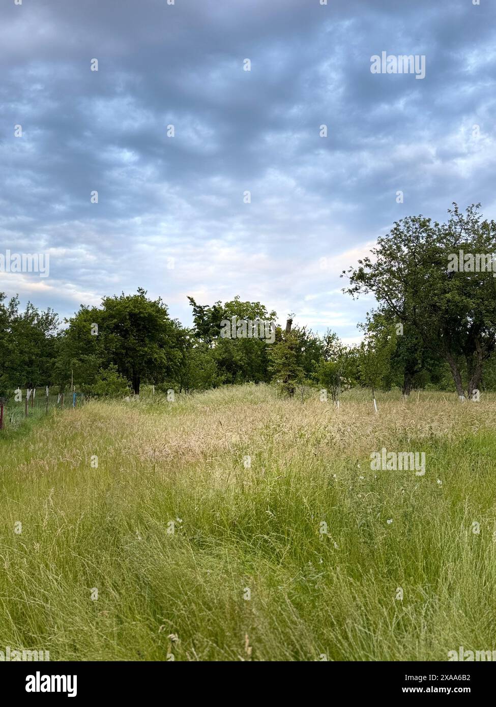 An open grass field with distant trees Stock Photo - Alamy