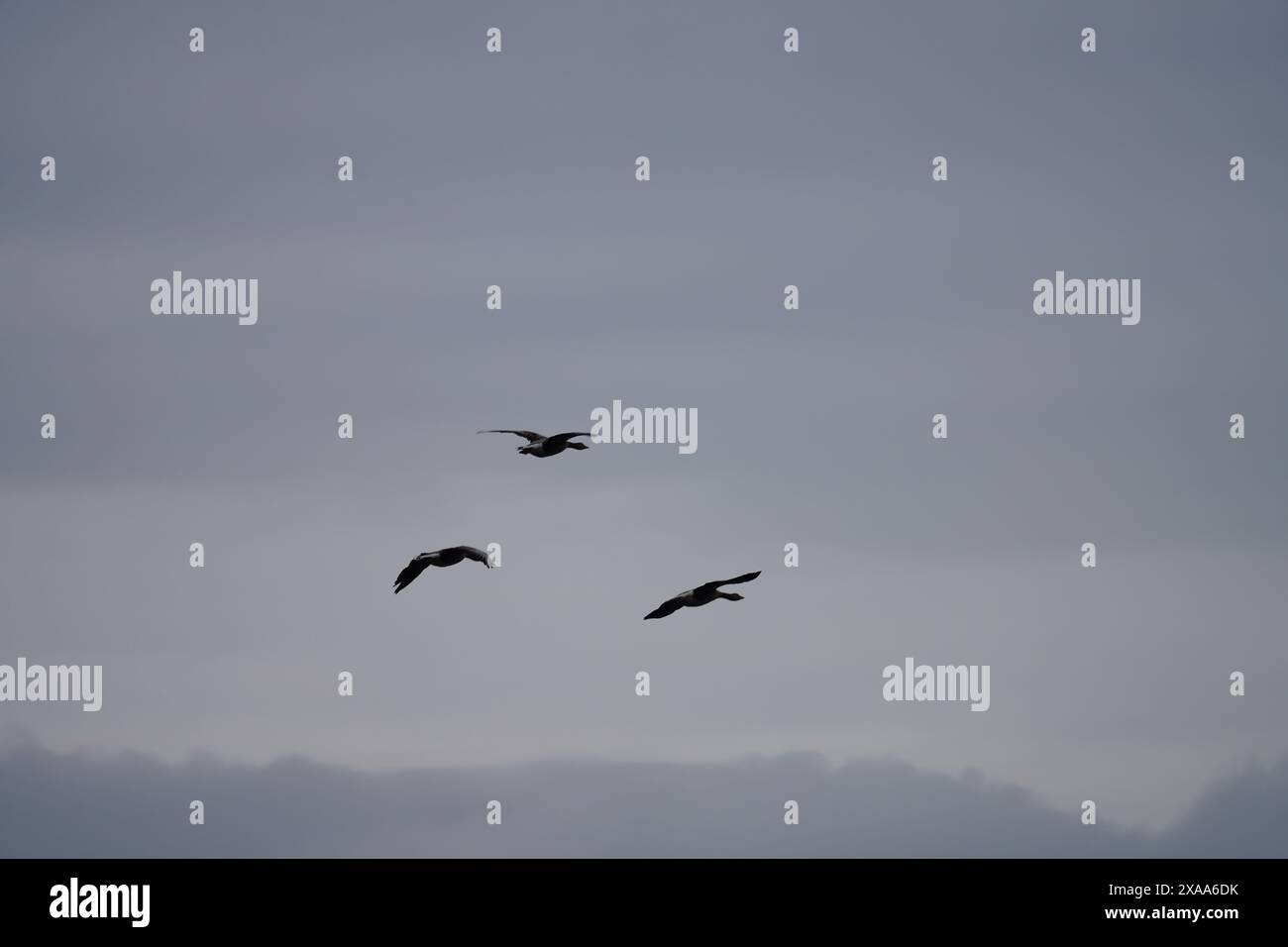 Three Birds fly in a clear sky with few clouds during late evening ...