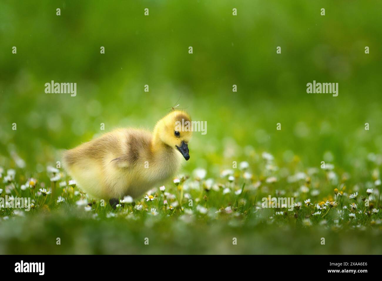 An adorable baby Canadian goose on lush green grass Stock Photo - Alamy